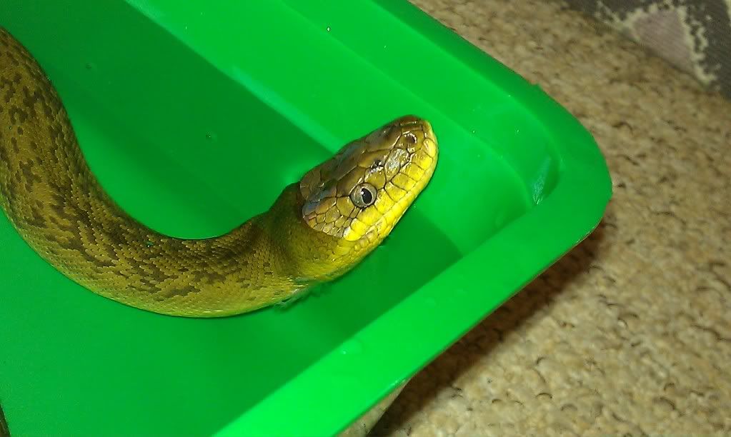 Frank the Macklots! | Reptile Forums