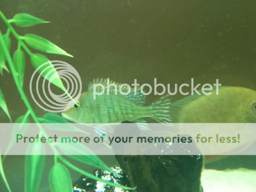 geo id please, sold as Geophagus Daemon... | MonsterFishKeepers.com