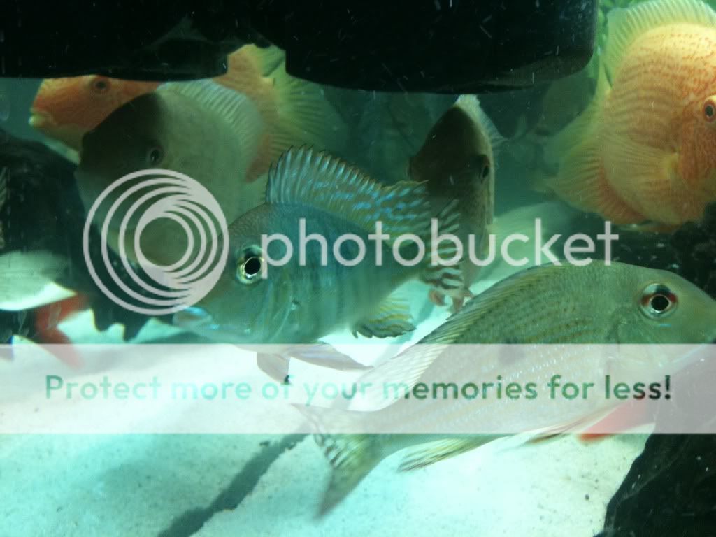 geo id please, sold as Geophagus Daemon... | MonsterFishKeepers.com